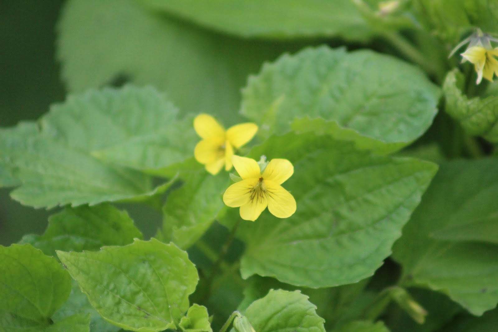 JT IRREGULARS: Wildflowers!