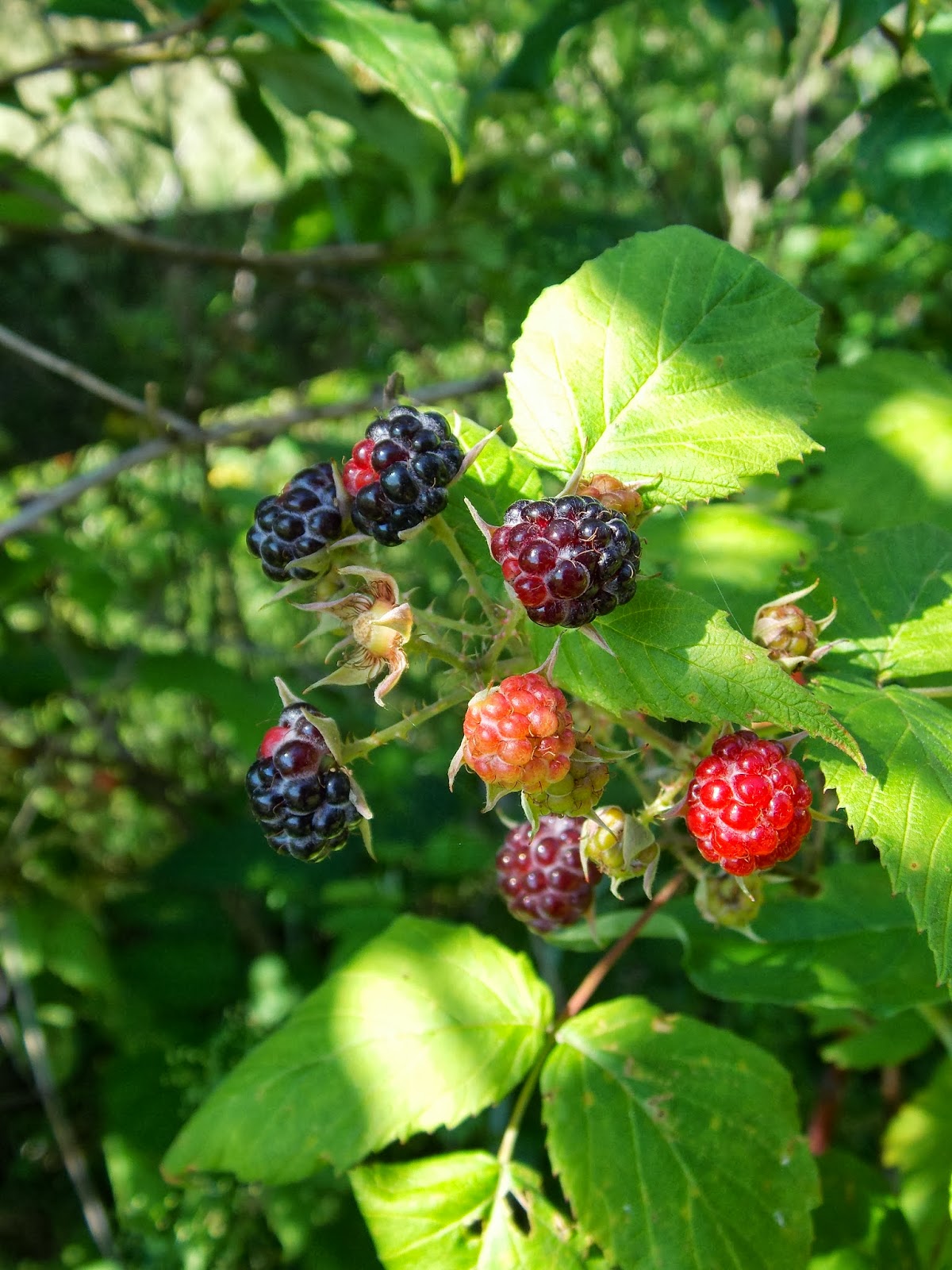 Rambling through Paradise: Black Raspberry, Rubus occidentalis