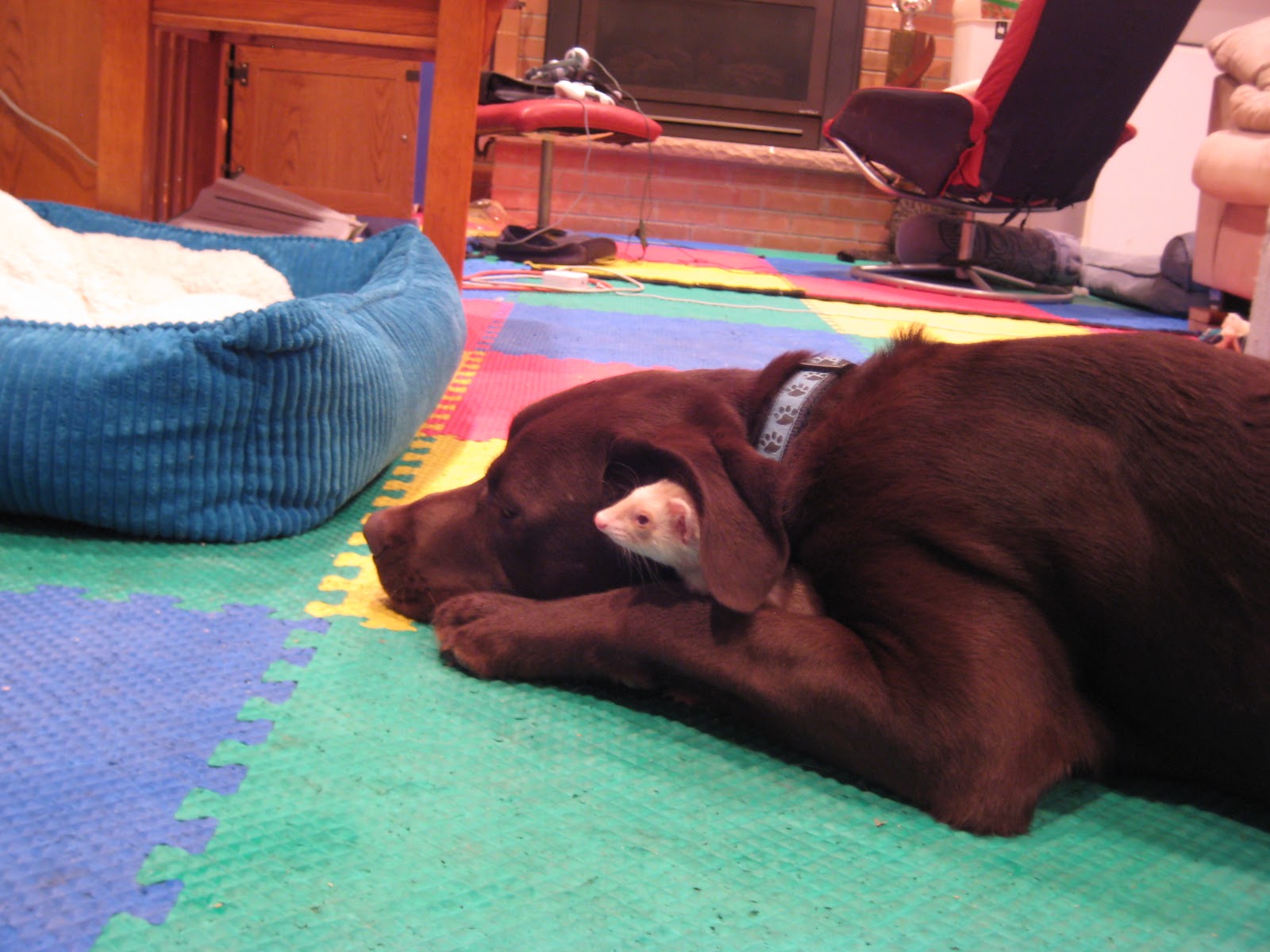 How do I introduce my ferret to my dog and cat?