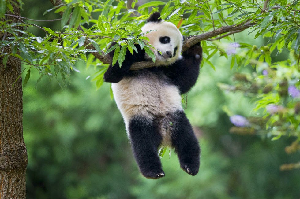 Poze Bao Bao , ursul panda de la Gradina Zoologica din Washington - Inedit