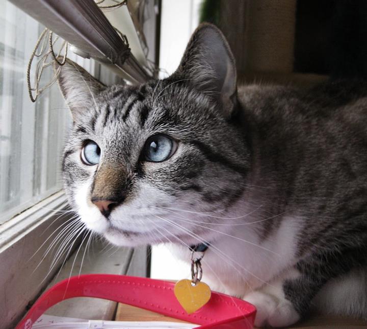 Meet Spangles, the cutest crossed-eyed cat you'll ever see (9 pics ...