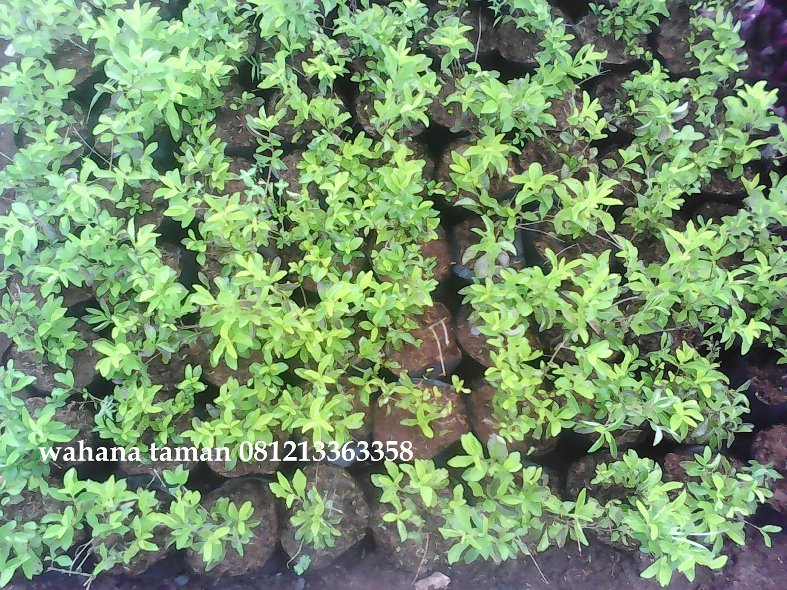 POHON PANGKAS KUNING, JUAL BONSAI PANGKAS KUNING, BIBIT PANGKAS KUNING ...