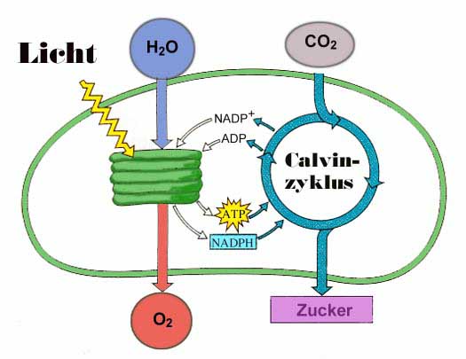Calvinův cyklus: Fotografie
