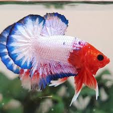 Ikan Cupang Fancy dan Jenisnya