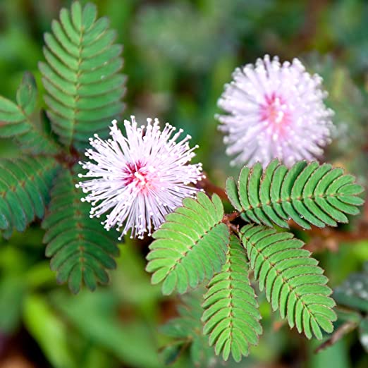 ANPP Animales y Plantas de Perú: Mimosa Púdica - Mimosa pudica L.