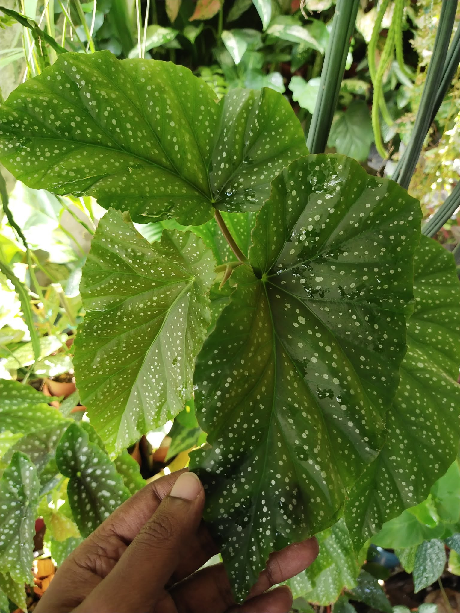 Garden Chronicles of James David: 42 Different Types Cane Begonias ...