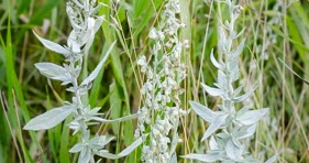 Prairie Wildflowers: Prairie Sage and Pasture Sage on Prairies (and ...