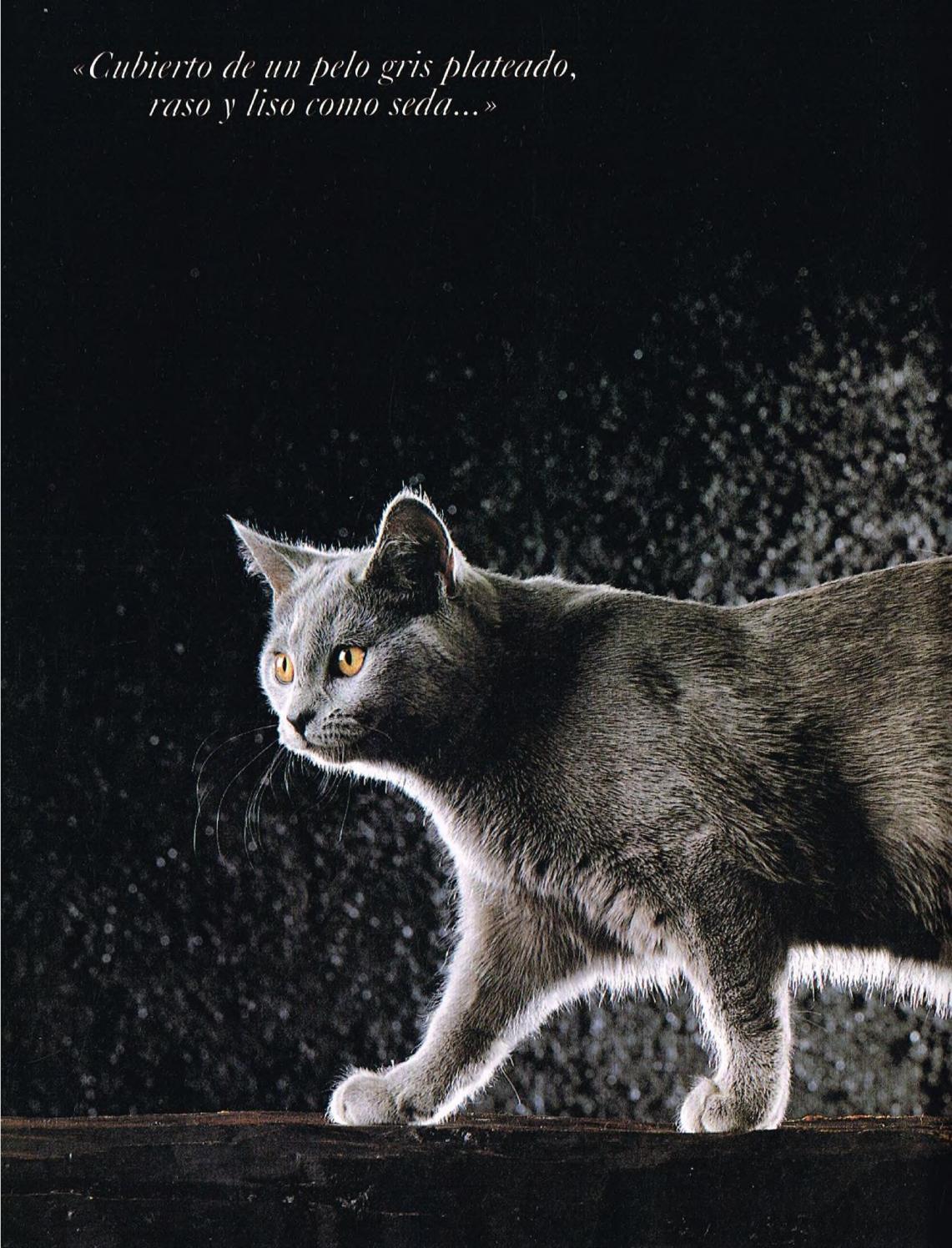 PERROS Y GATOS FAMOSOS: ENCICLOPEDIA EL GATO II SEGUNDA PARTE