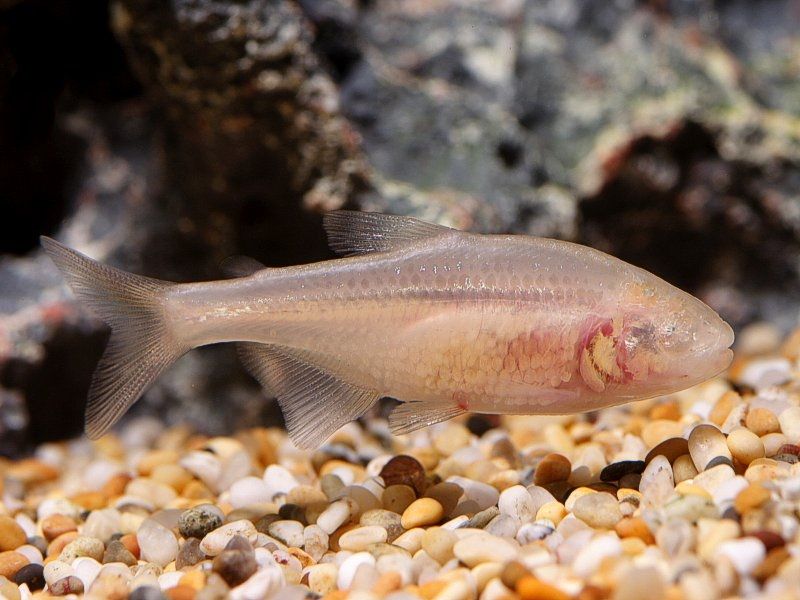Budidaya Ikan Hias Mata Buta (Blind Cave Characin)