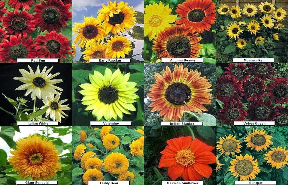 Bunga Matahari, Mari Mengenalnya Lebih Jauh! | Gambar Bunga
