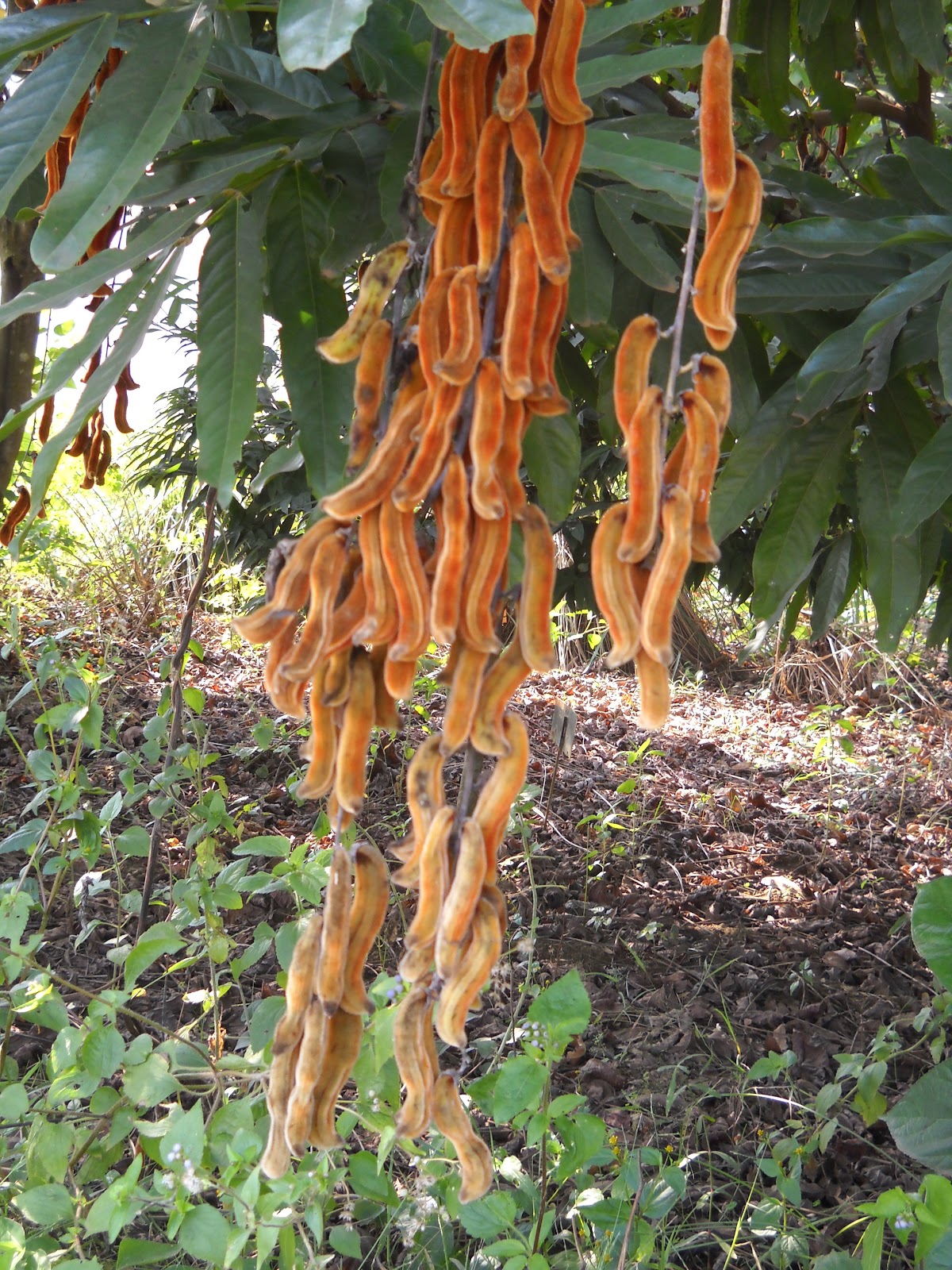 Mucuna Pruriens : Valuable Medicinal plant in Odisha.
