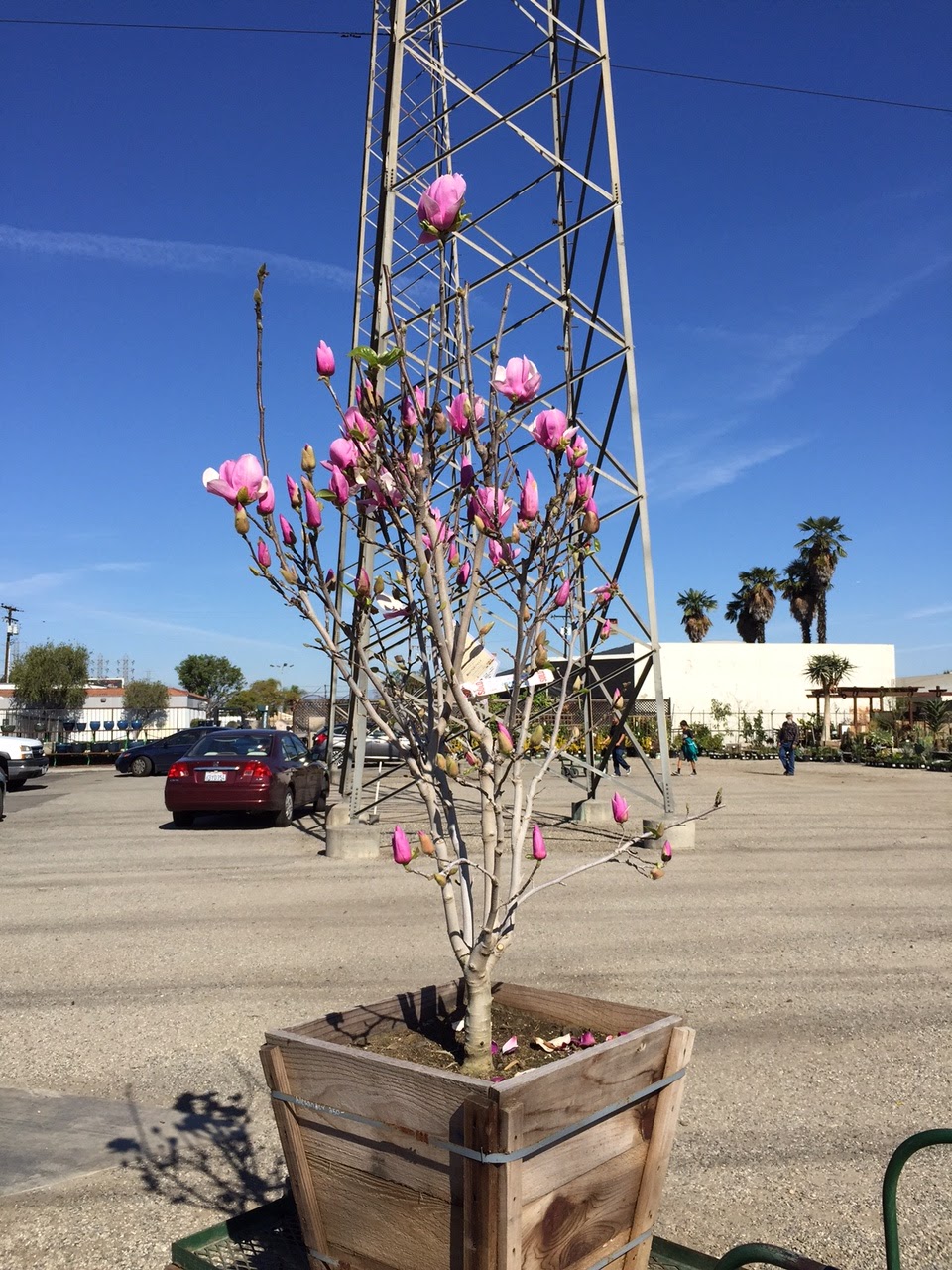 Joy Somerville: Pink Alexander Magnolia Tree