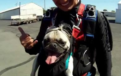 MY SPIZZOT: A Skydiving Pug?