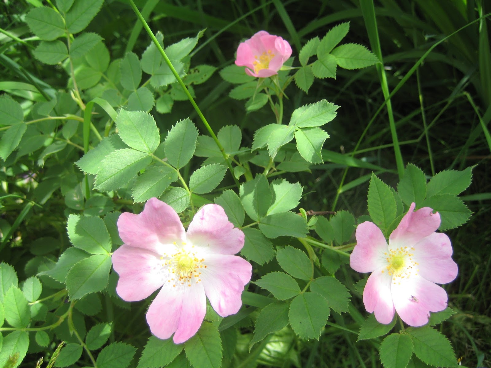 Metsätontun Ruusutarha: Ruusukuvia