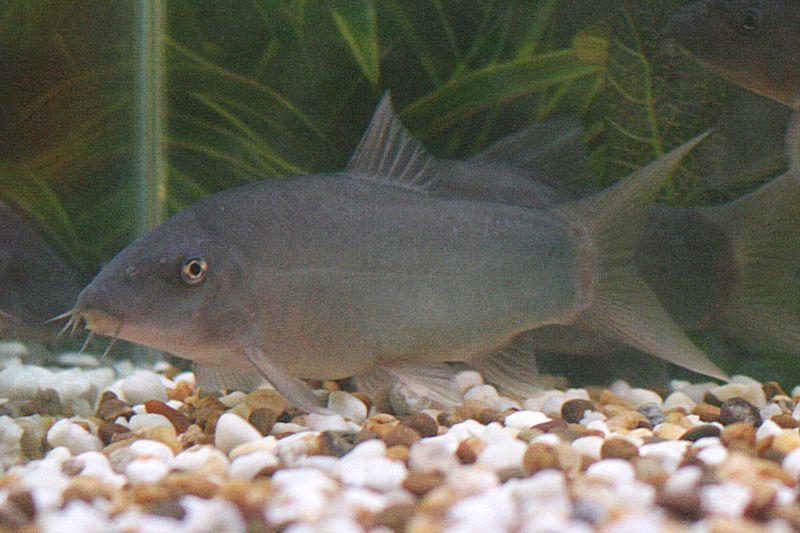 Fish Pictures: Blue botia - Yasuhikotakia modesta
