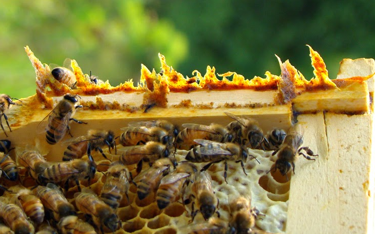 VIDA NATURAL Y ORGANICA: El Propóleo Ofrece Enormes Beneficios a la Salud
