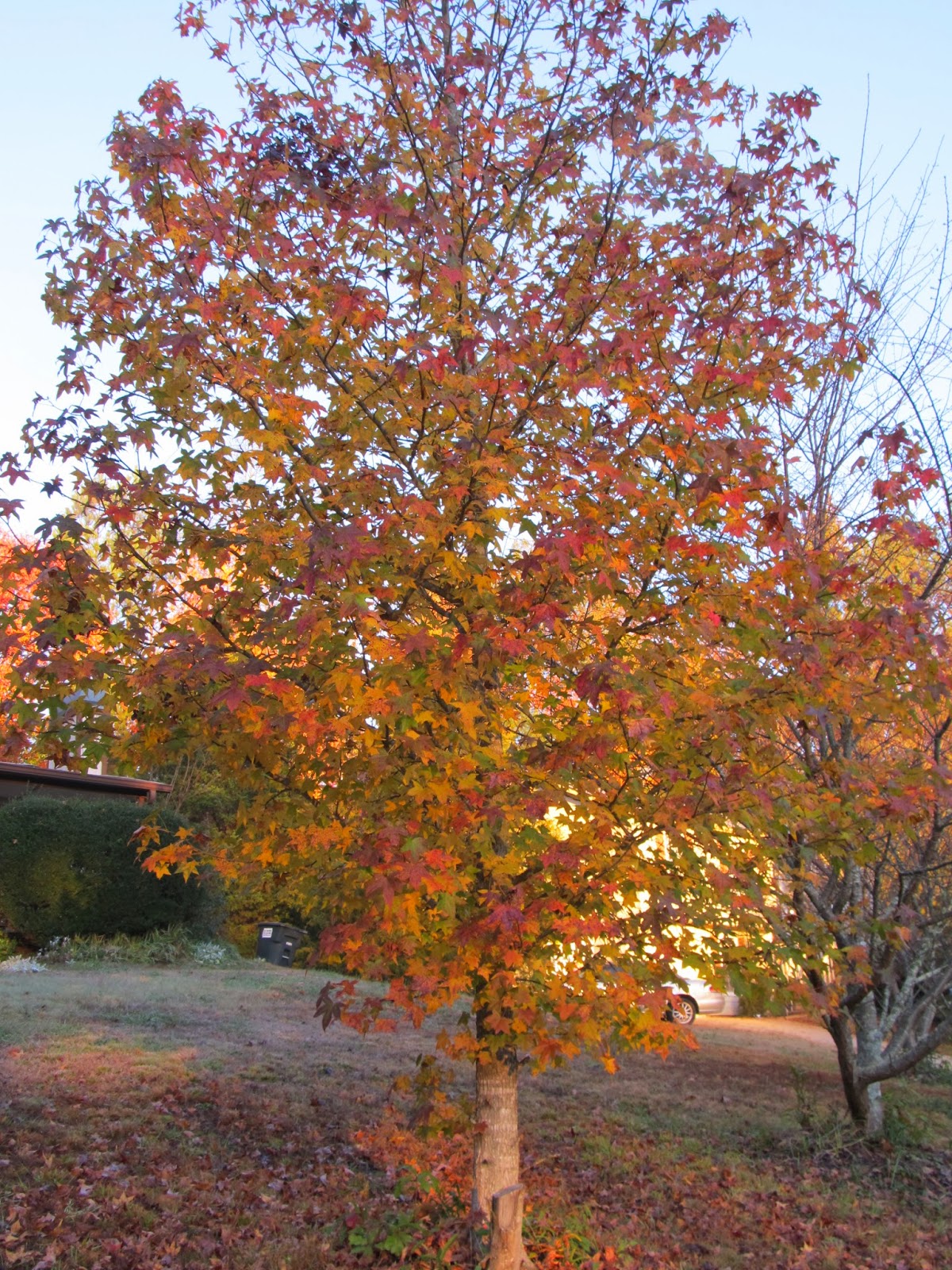 Georgia Girl With An English Heart: Sweet Gum Trees/Vested Interest