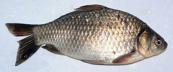 Viskas apie žvejybą ir žuvis.: Žuvys