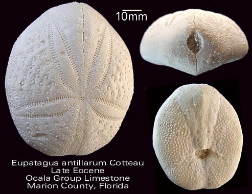 Variety of Life: Eupatagus