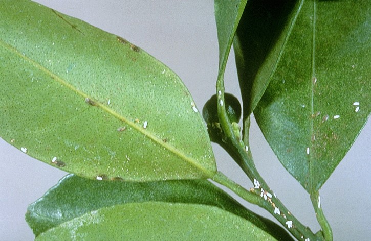 AGROSEXTOS: EL CULTIVO DE LOS CITRICOS