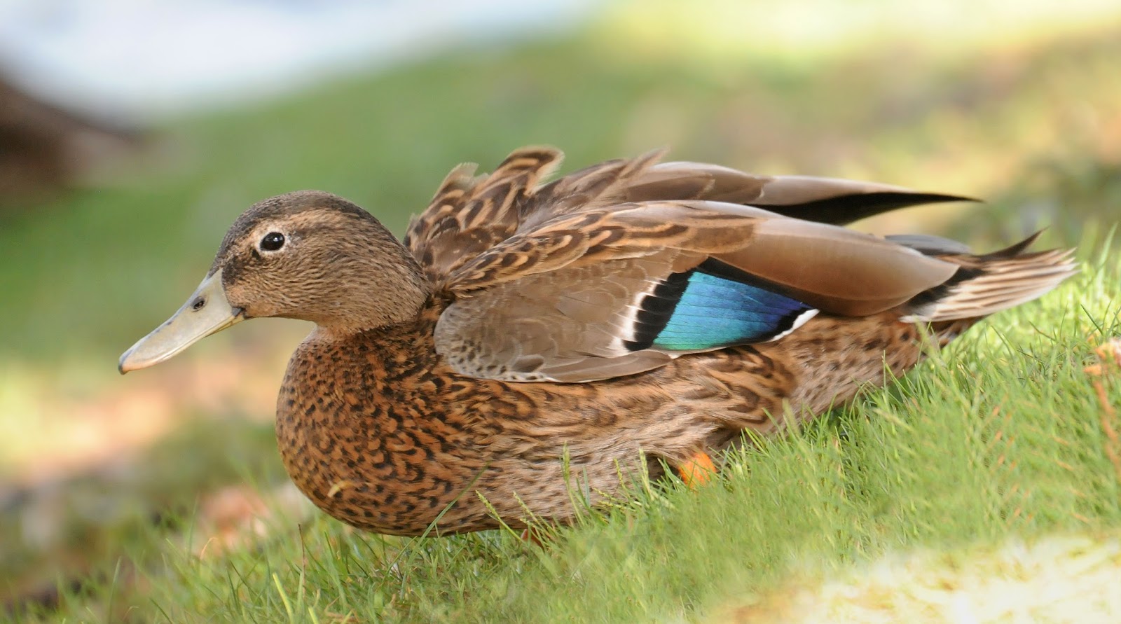 Bird Hybrids: Mallard x Hawaiian Duck