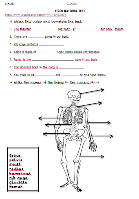 OUR ENGLISH CLASS: Skeletal system