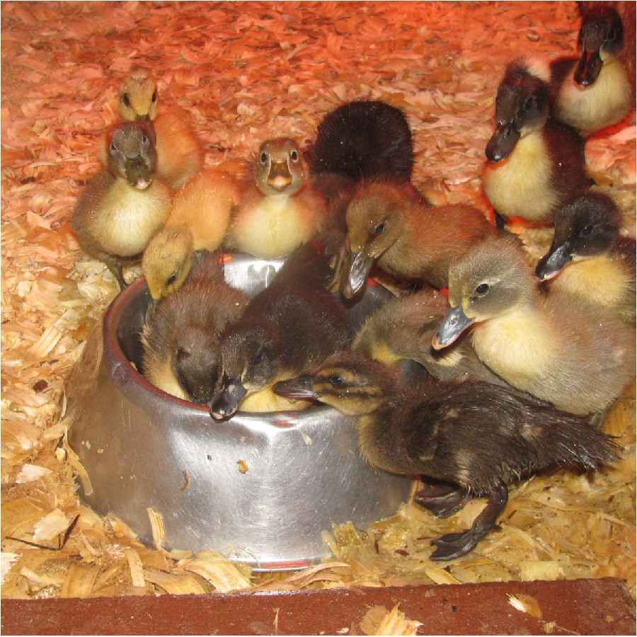 High Lonesome Homestead: Duckling 101 - water and baths