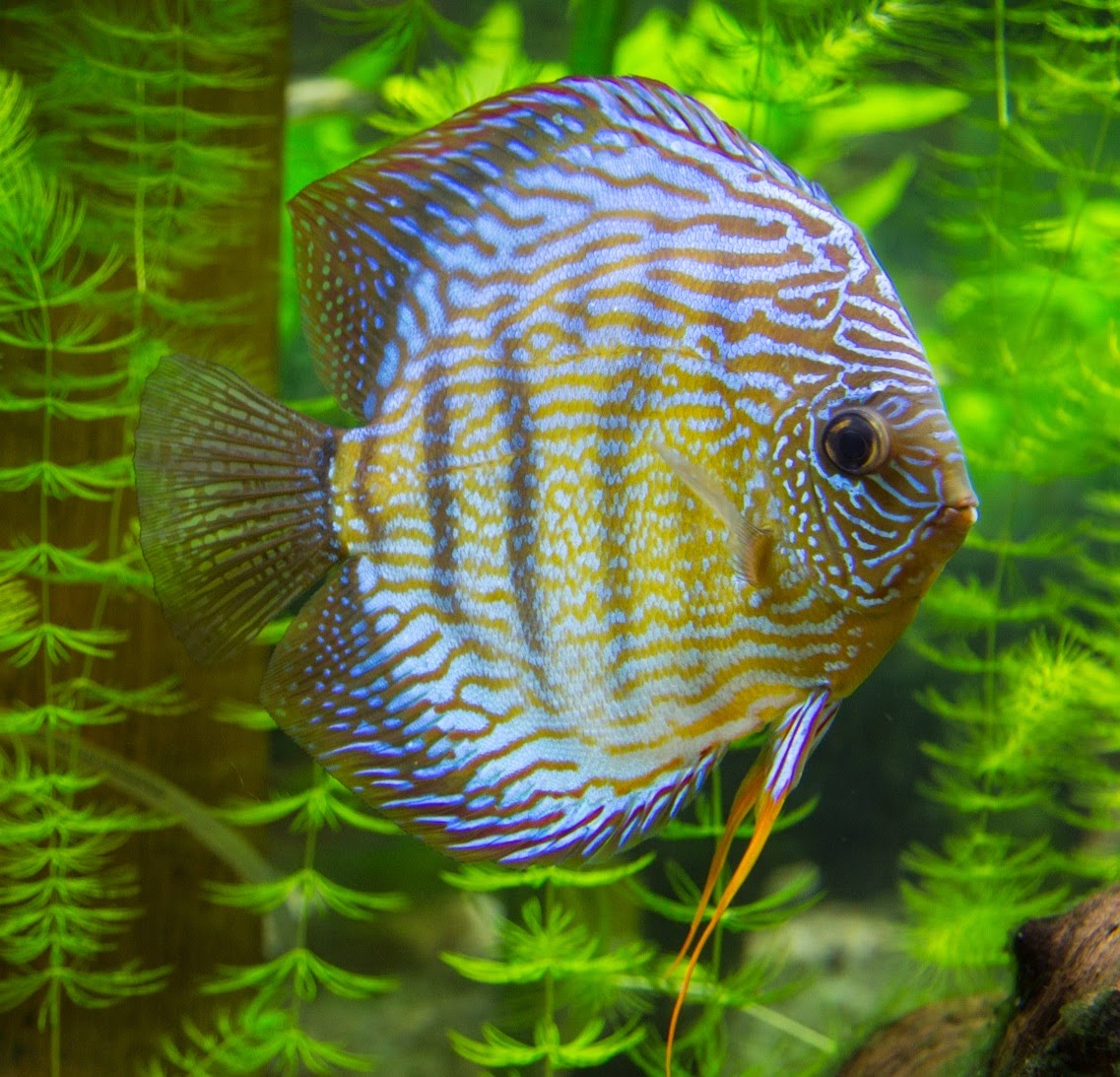 Blok888: Top 10 Most Beautiful Freshwater Fish in the world 1 Blok888: Top 10 Most Beautiful Freshwater Fish in the world 1