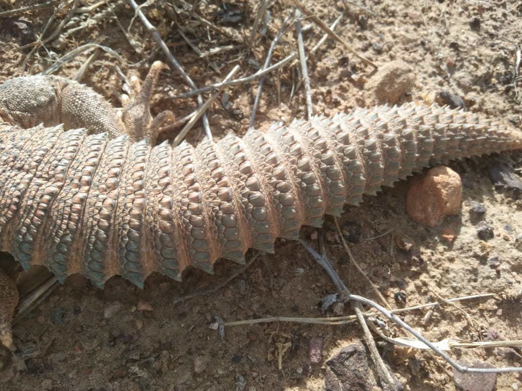 Information related to forest and wildlife(वन और वन्य जीवों से जुड़ी ...