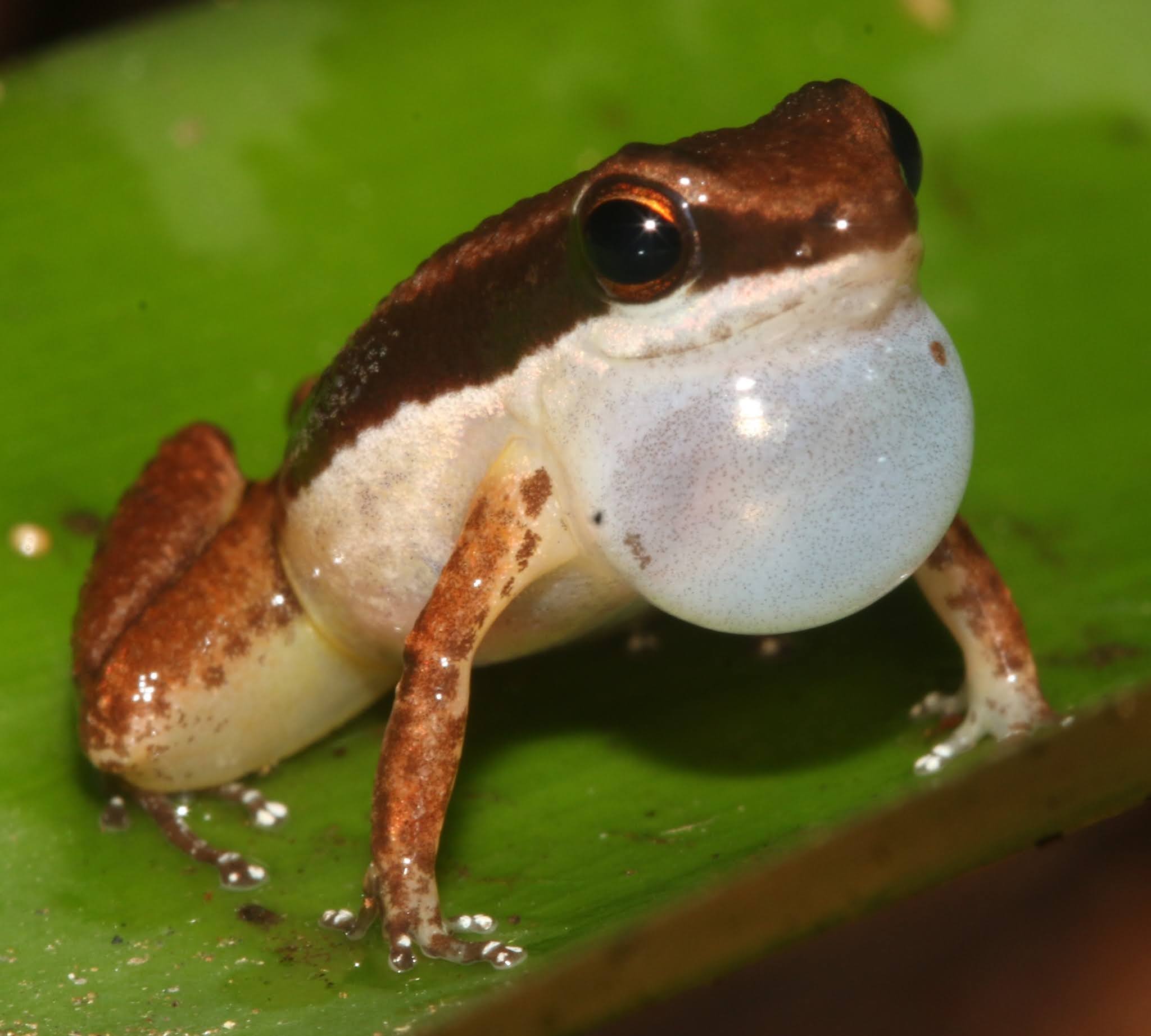 Species New to Science: [Herpetology • 2021] Allobates sieggreenae • A ...