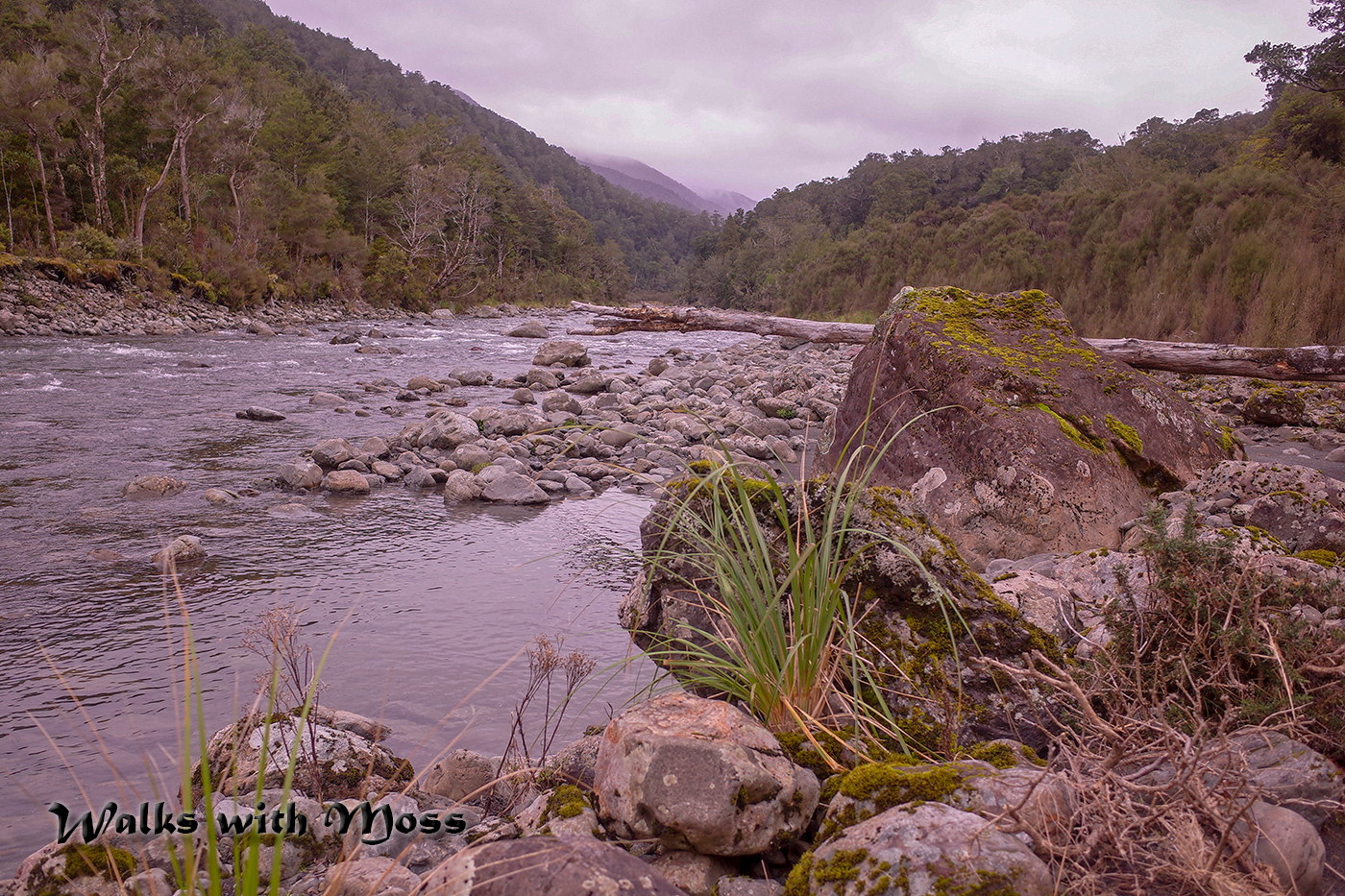 Walks with Moss: Kaitoke Track to Tutuwai Hut on the Tauherenikau River ...