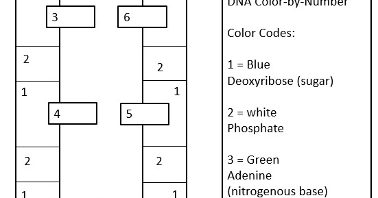 Beg, Borrow, and Teach!: DNA Color-By-Number