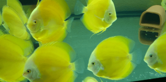 Ikan Discus - 9 Jenis Ikan Discus Beserta Harga dan Cara Merawatnya ...