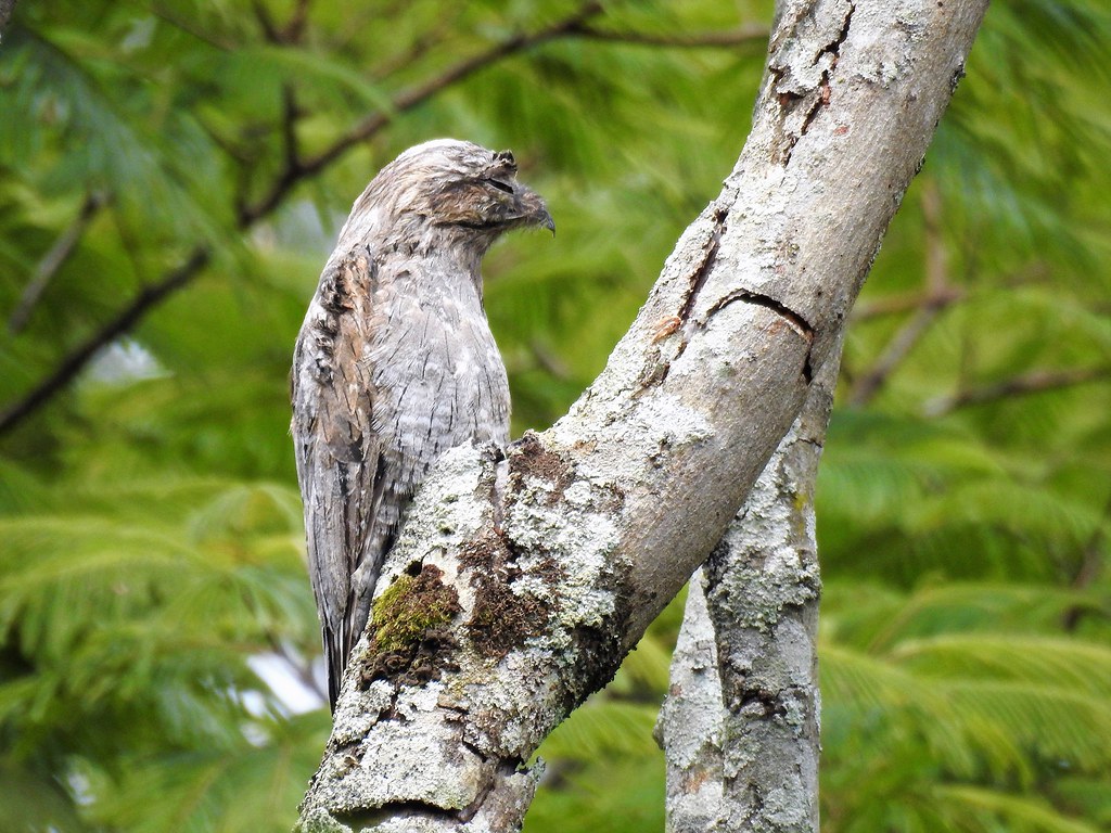 Urutau (Nyctibius griseus)