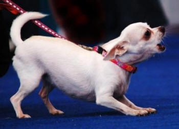 ANIMALS TIME : Chihuahua Dog (Gallery 8)