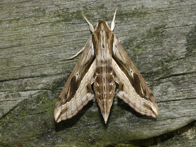 woodman的秘密花園－鱗翅目 : 斜線天蛾(半黑斜線天蛾)