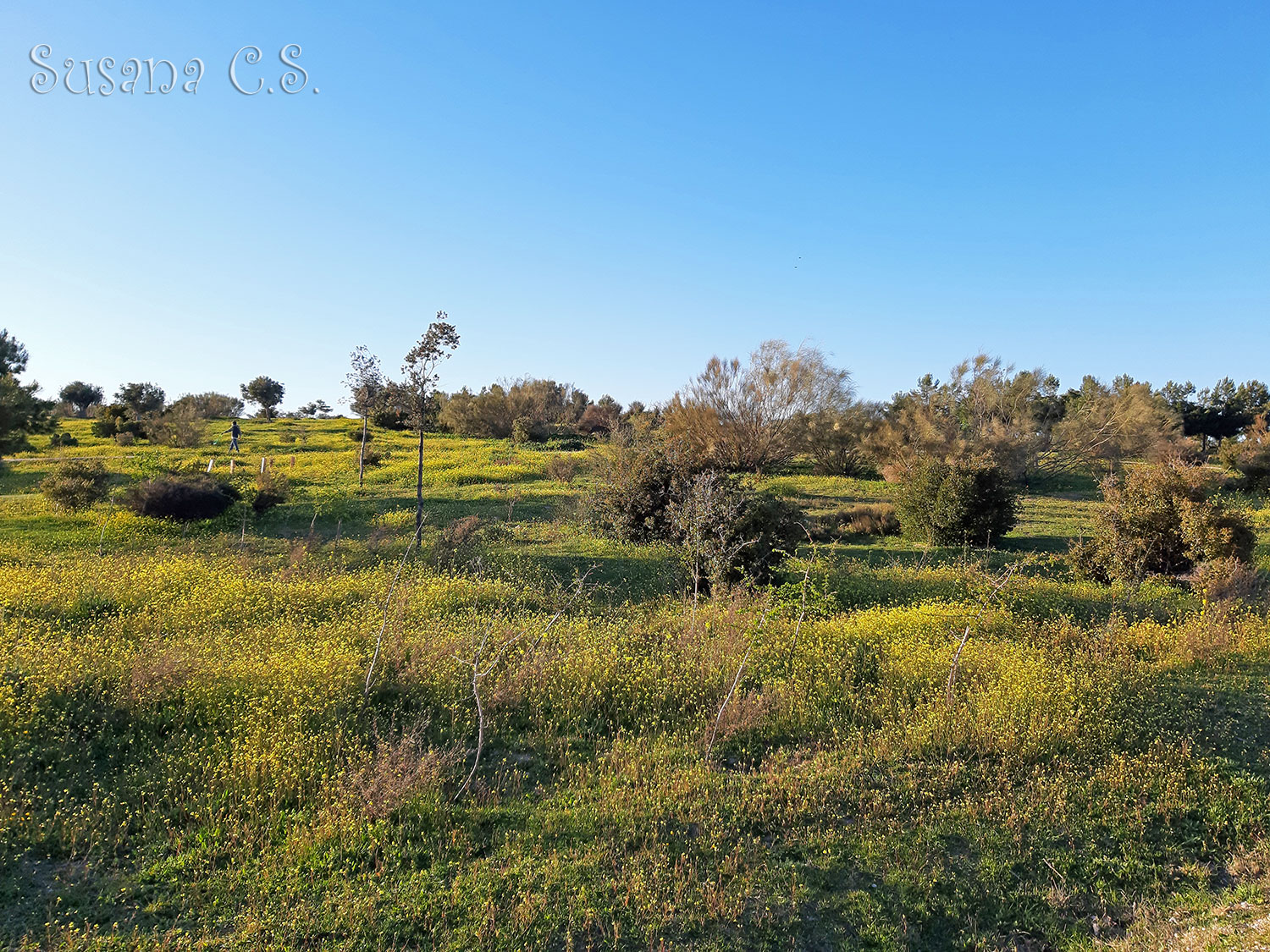 Parque Forestal de Valdebebas - Felipe VI (Madrid)