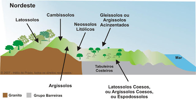 Onde as Plantas Crescem - Gleissolos