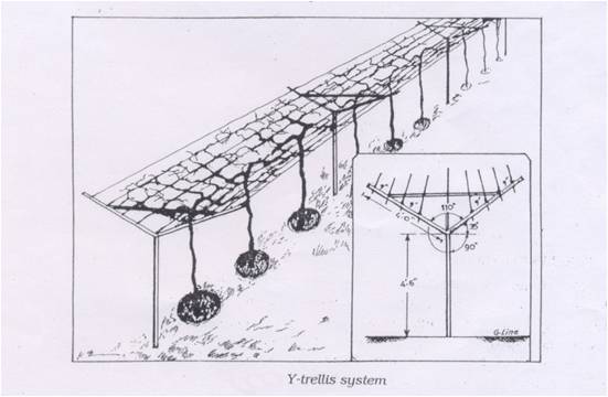 .: Grapes Training & Pruning