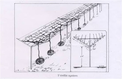 .: Grapes Training & Pruning