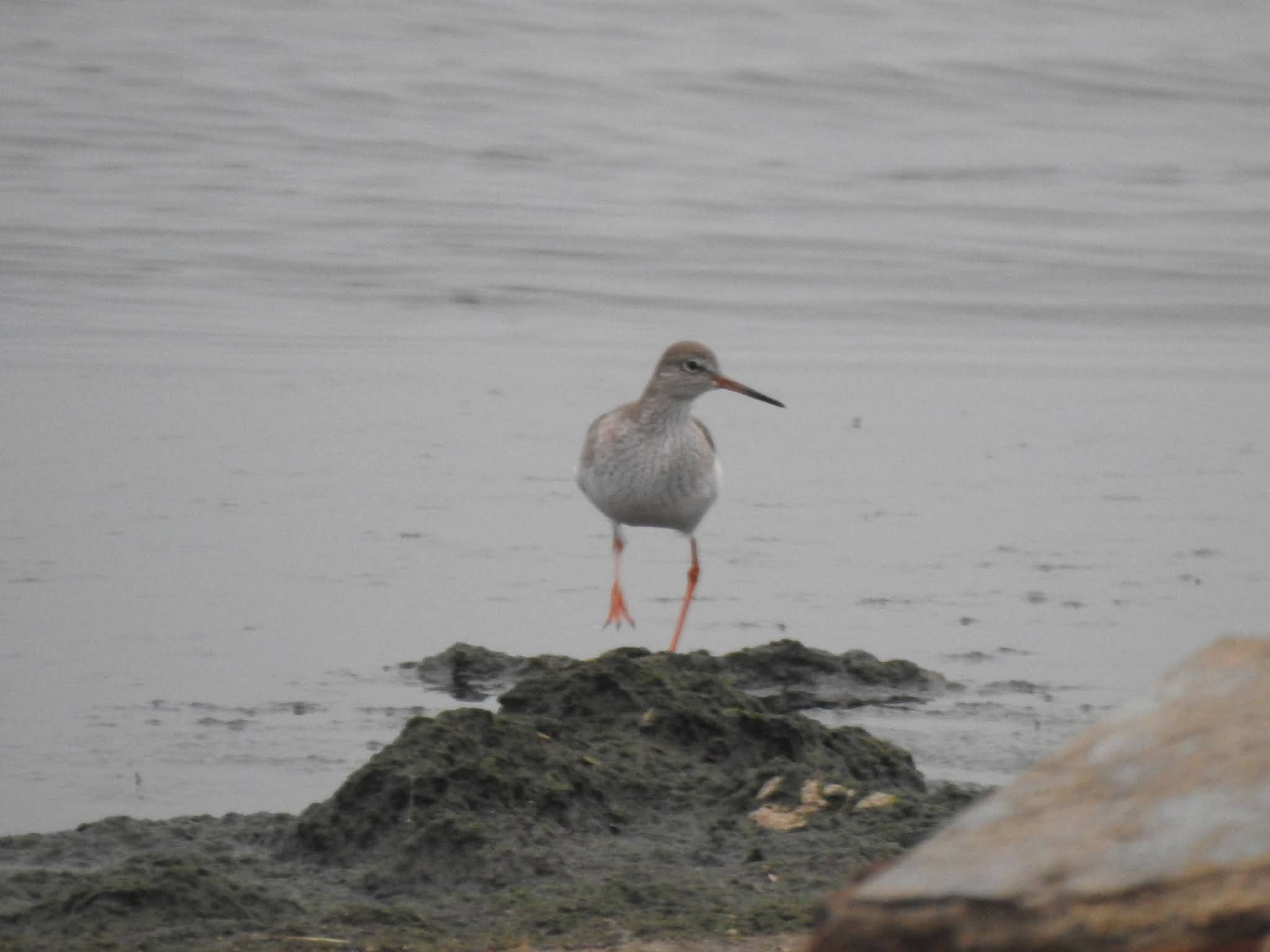 PASARI DIN ROMANIA: FLUIERAR CU PICIOARE ROSII, Tringa totanus