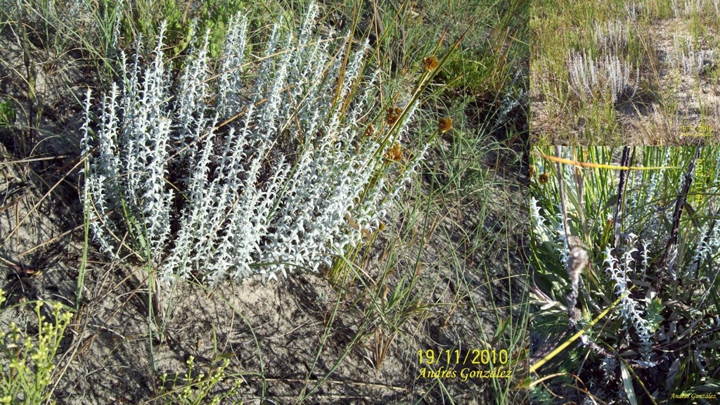 FOTOS DE FLORA NATIVA Y ADVENTICIAS DE URUGUAY : Lucilia acutifolia ...
