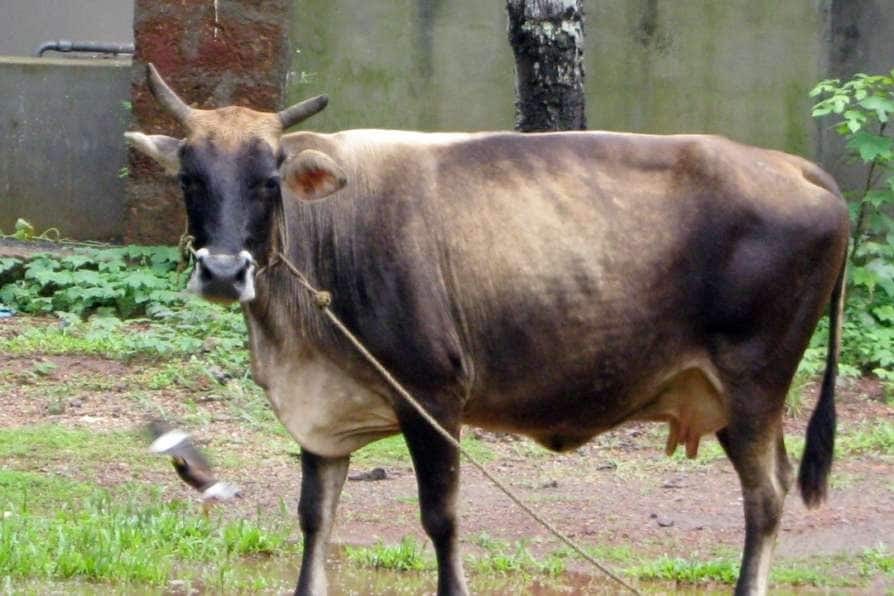 Owning a cow and buying the Milk