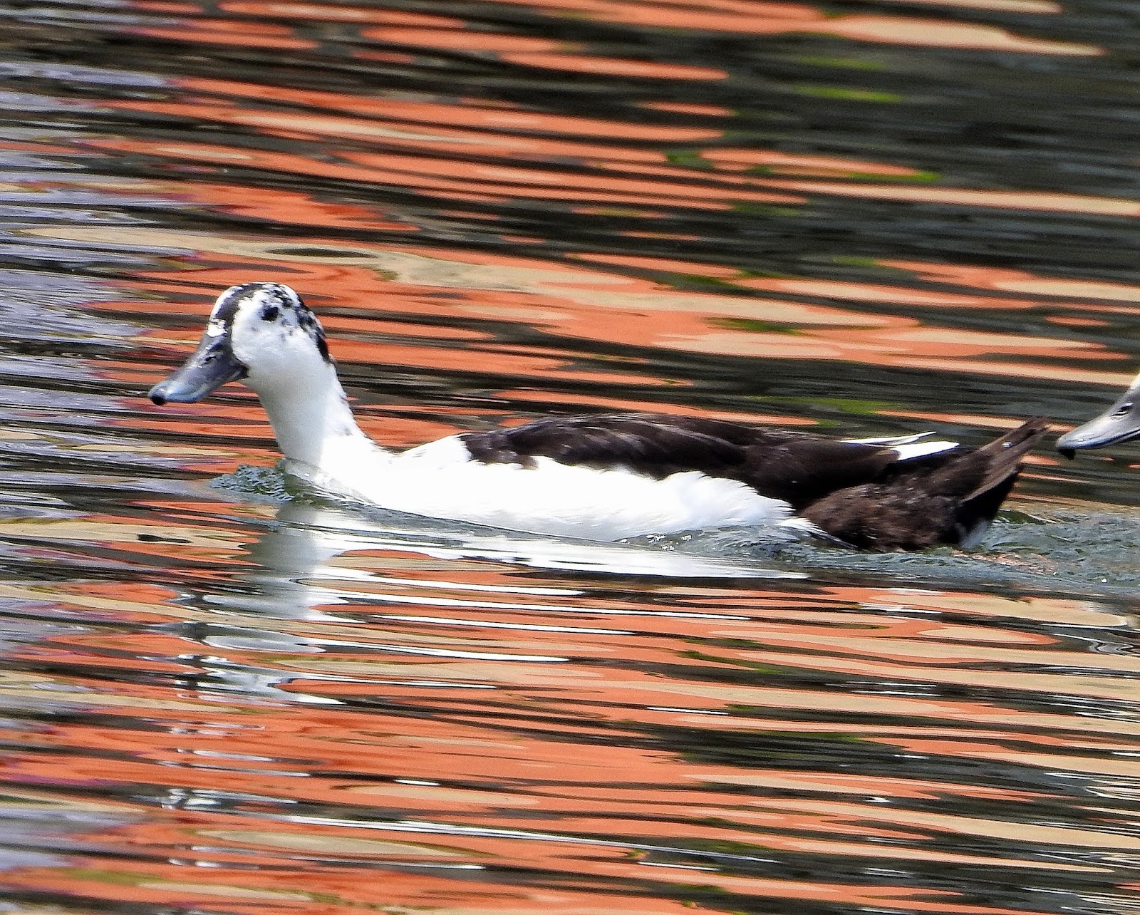 BIRDWALKERMONDAY: 12-3-2020 KERALA, INDIA - CHEMBALI DUCK