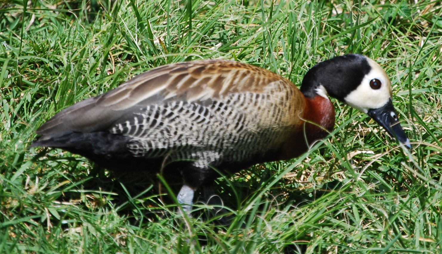 Footloose with Diana: Birds of Eden - ducks