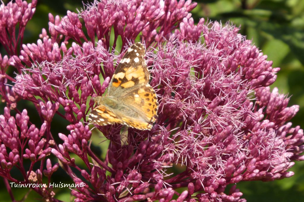 Tuindesign: Vlinderhof -Maximapark