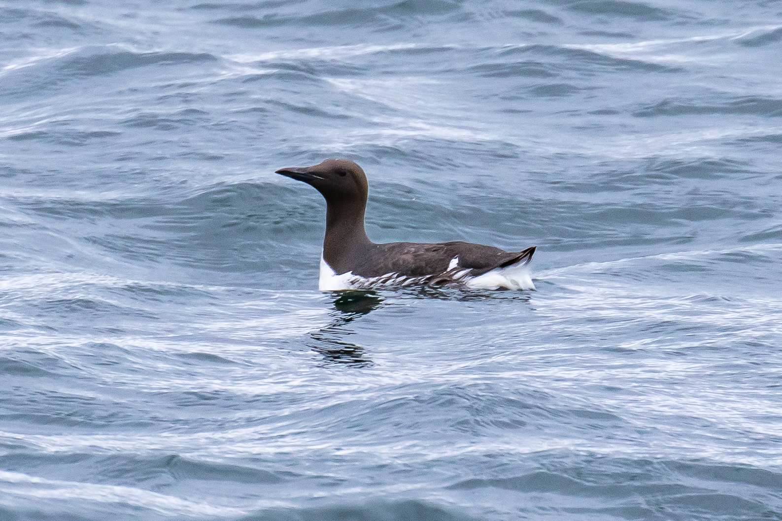 Maine Coast Birds