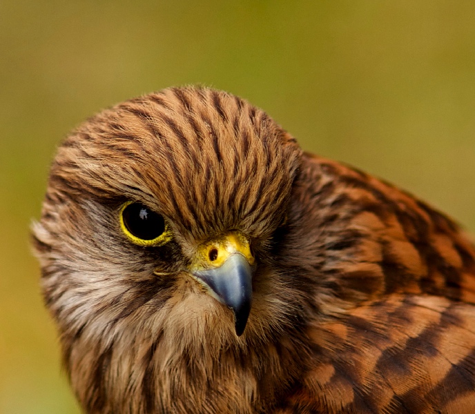 Su e giu per la Pianura Padana: Rapaci