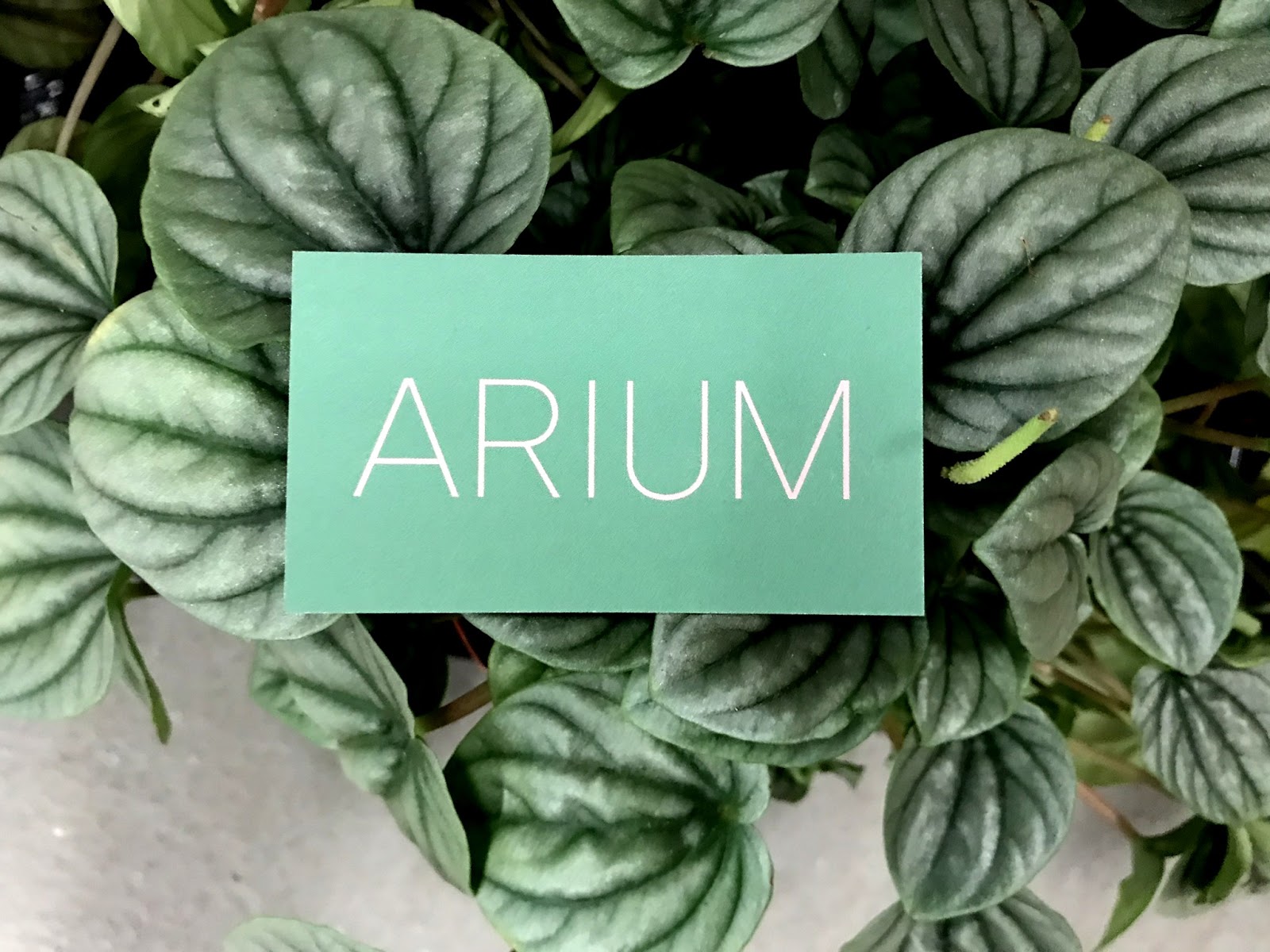 danger garden: Visiting Arium Botanicals, in Portland