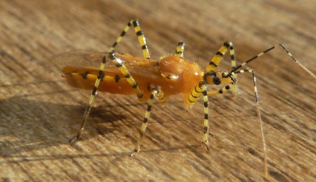 Springfield Plateau: Sycamore Assassin Bug